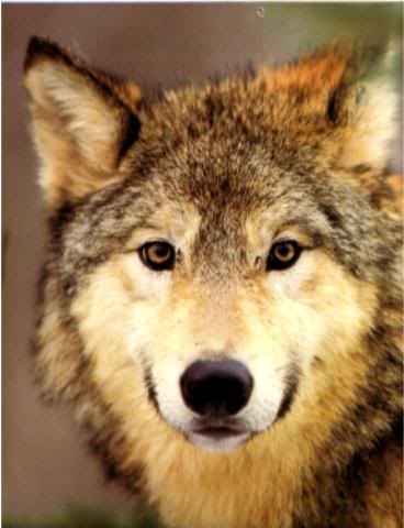 Polarpack: Wolves of Polarpack!!!